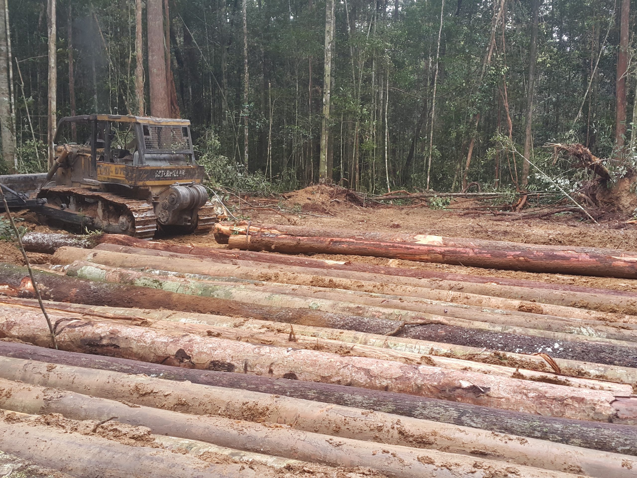 PT. Tunas Timber Lestari – PBPH-HA