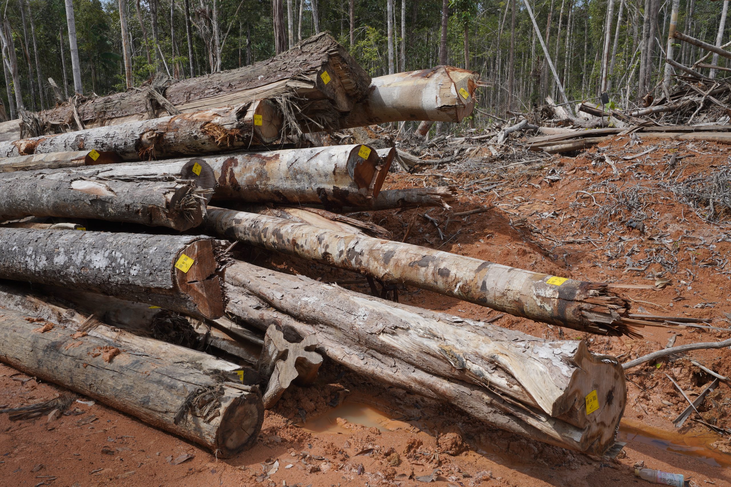 Media – PT. Tunas Timber Lestari